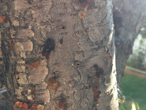 Tree ID and holes/sap