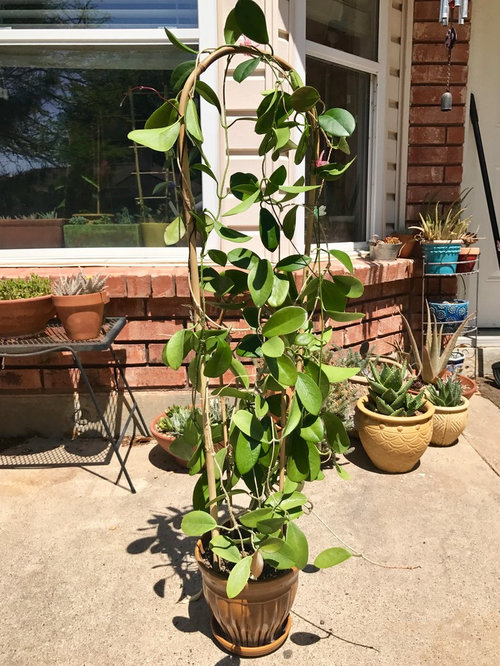Hoya australis Re-trellis