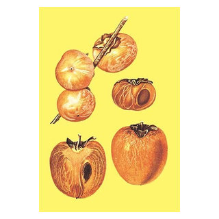 Persimmons, 20" x 30" - Traditional - Prints And Posters - by ...