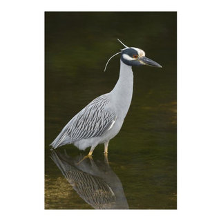 "Yellow-crowned Night Heron, J N Ding Darling Refuge" Paper Art, 14"x20 ...