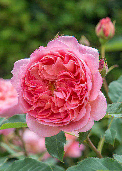 8 Of The Best Old English Roses - gardenpicsandtips.com
