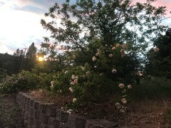 More on Paul Barden's roses, please!