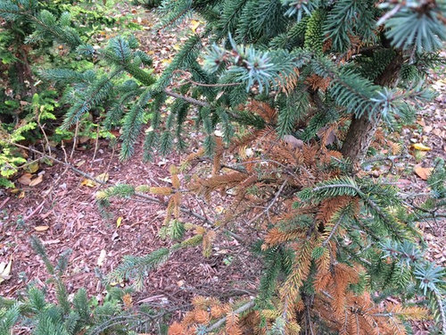 Disease On Spruce Tree