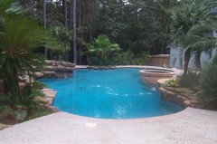 What are the best palms for around the pool?