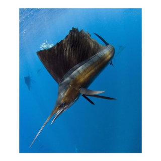 Atlantic Sailfish Hunting Round Sardinella, Isla Mujeres, Mexico-Paper ...