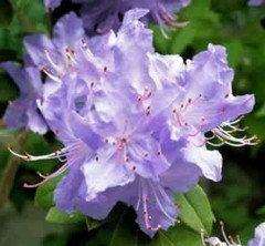 Recommend a light lavender purple azalea!