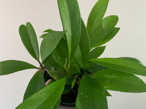 Hoya identification