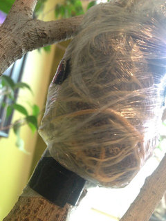 Ficus Benjamina air layer | Houzz Forum