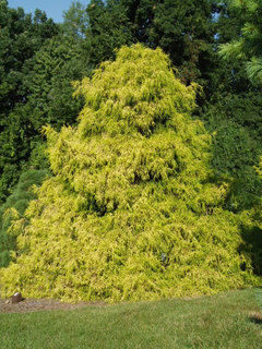 Chamaecyparis obtusa 'Crippsii'