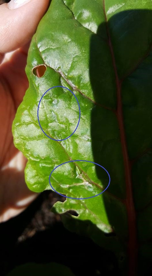 Holes in Swiss Chard leaves. Insects or ? | Houzz Forum