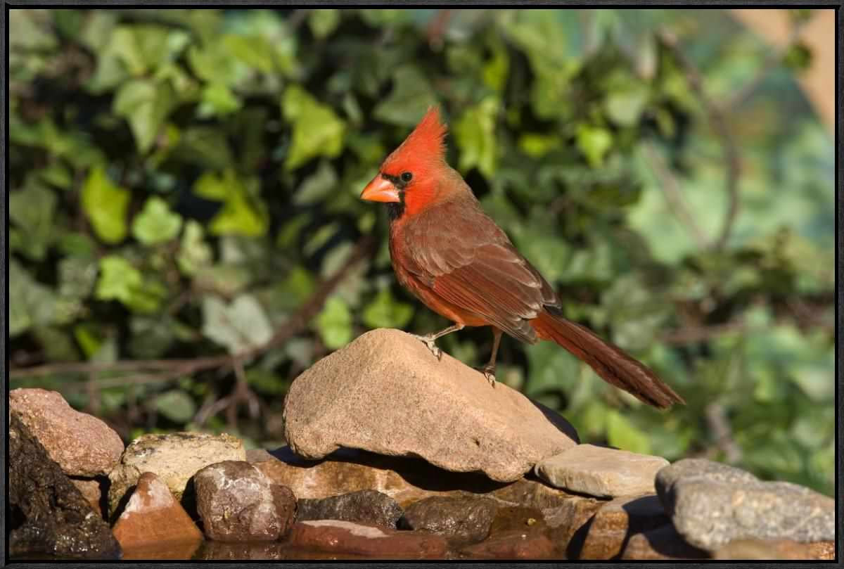 "Northern Cardinal male, Santa Rita Mountains, Arizona" by Tom Vezo ...