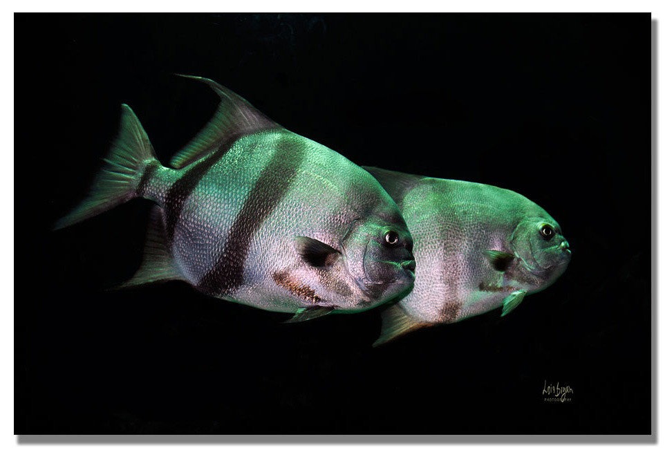 'Fish in the Dark' Canvas Art by Lois Bryan, 16" x 24" - Prints And ...