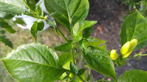 Chlorosis of Birdseye chilli leaves