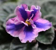 Rob's Itchy Britches - Cute Mini!