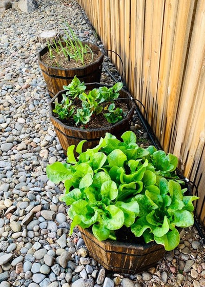 See What’s Growing in These Backyard Edible Gardens