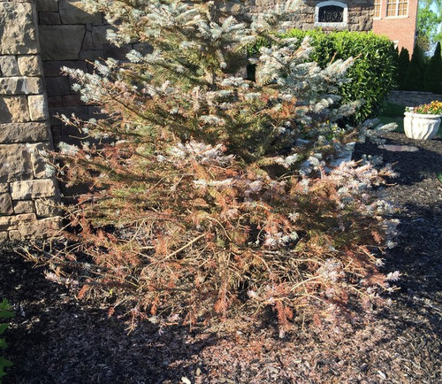 Having Problem with a Dying Blue Spruce in Nashville