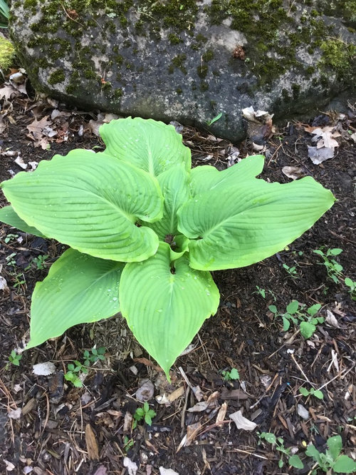 Hostas are finally showing off in N Y garden