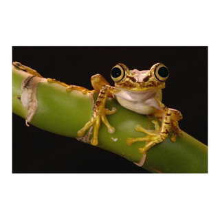 "Chachi Tree Frog adult, Choco Rainforest, Ecuador" Paper Art, 32"x22 ...
