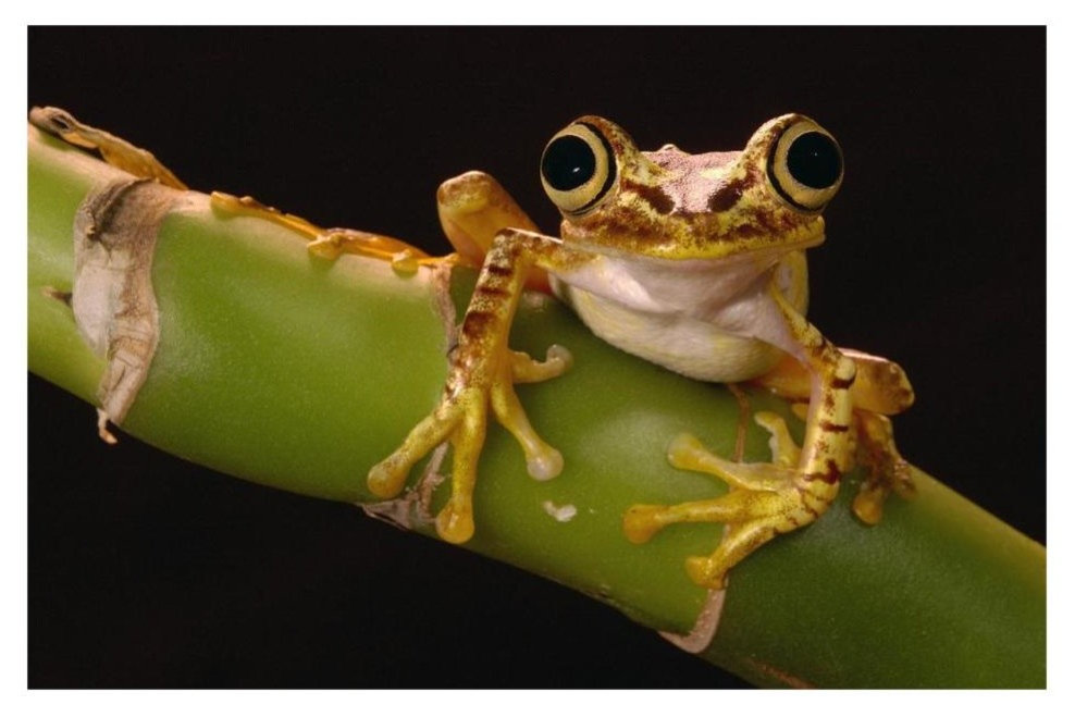 "Chachi Tree Frog adult, Choco Rainforest, Ecuador" Paper Art, 32"x22 ...