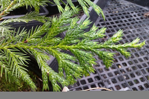 Xanthocyparis vietnamensis pics and more...