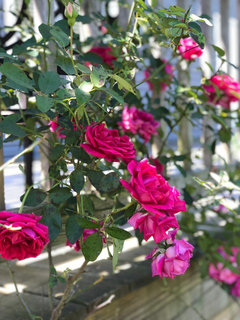 Help me pick a mannerly dark pink climber