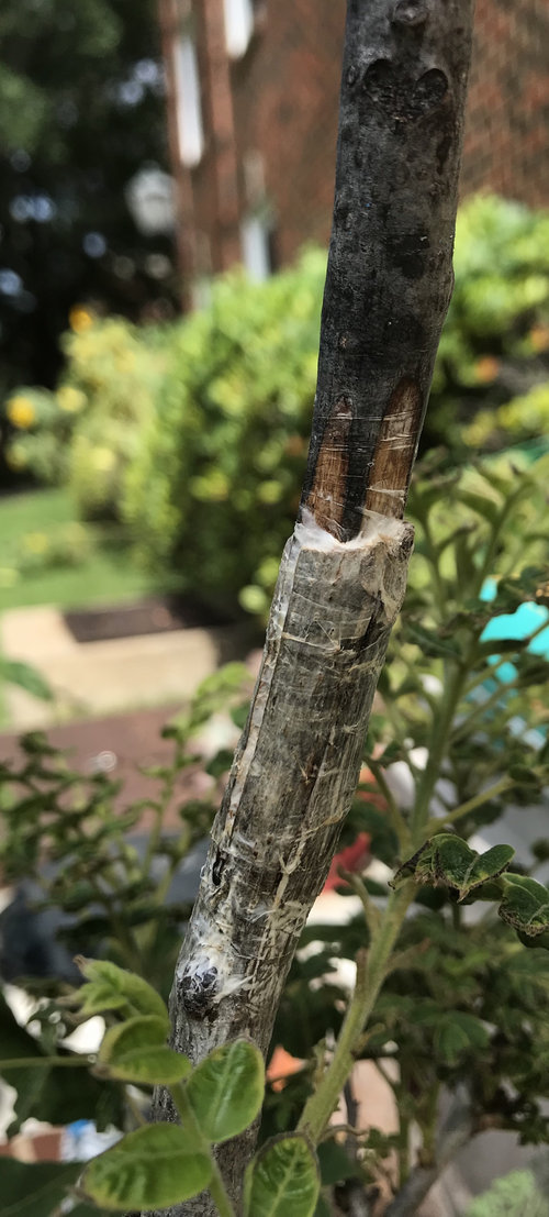 Is my pecan graft alive?