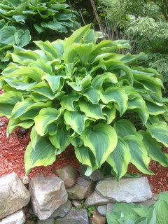 Hosta "Atlantis"