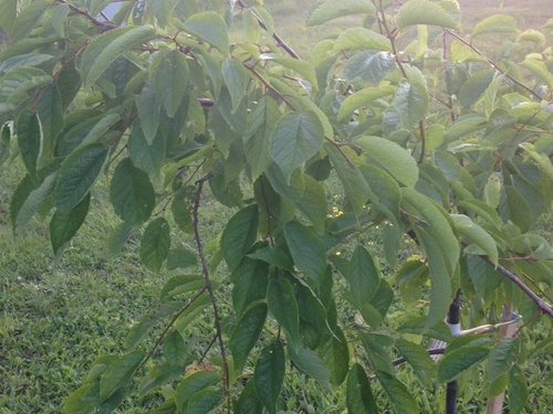 Brookgold Plum - Droopy branches