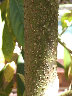 Small tree - opposite leaf, smooth margin