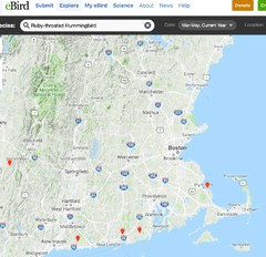 Hummingbird Spring Migration 2019