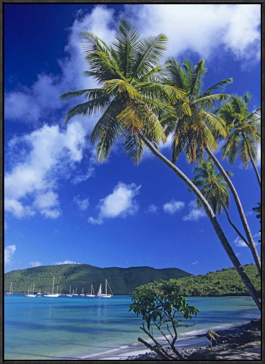"Palm trees at Maho Bay, Virgin Islands" by Tim Fitzharris, 13x17", 24 ...