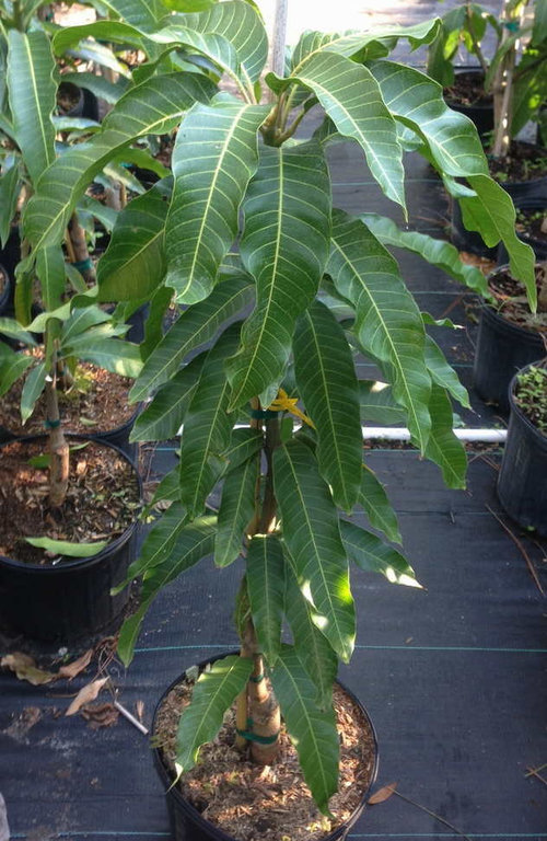 Opinions:Which Mango tree from 6 pics?