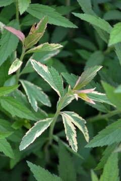 variegated spirea? | Houzz Forum