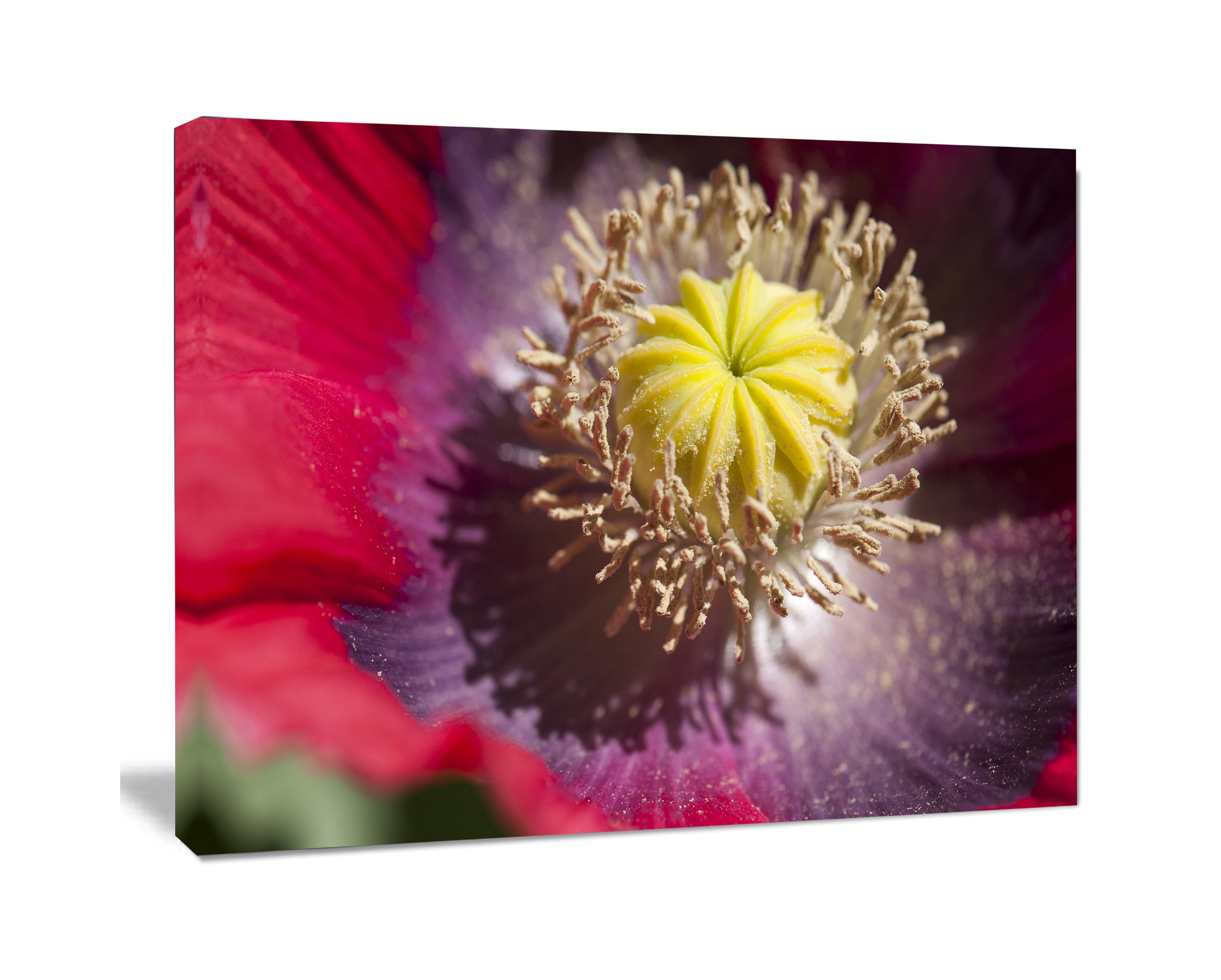 Colorful Opium Poppy Flower Photo, Flowers Canvas Wall Artwork, 40"x30 ...