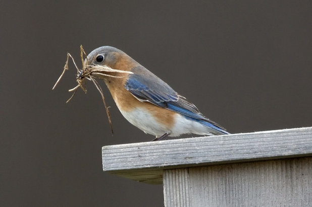 How to Bring the Joy of Bluebirds to Your Garden
