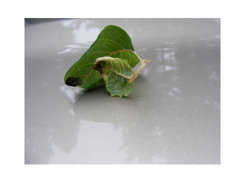 curled up leaves on serviceberry - bug id?