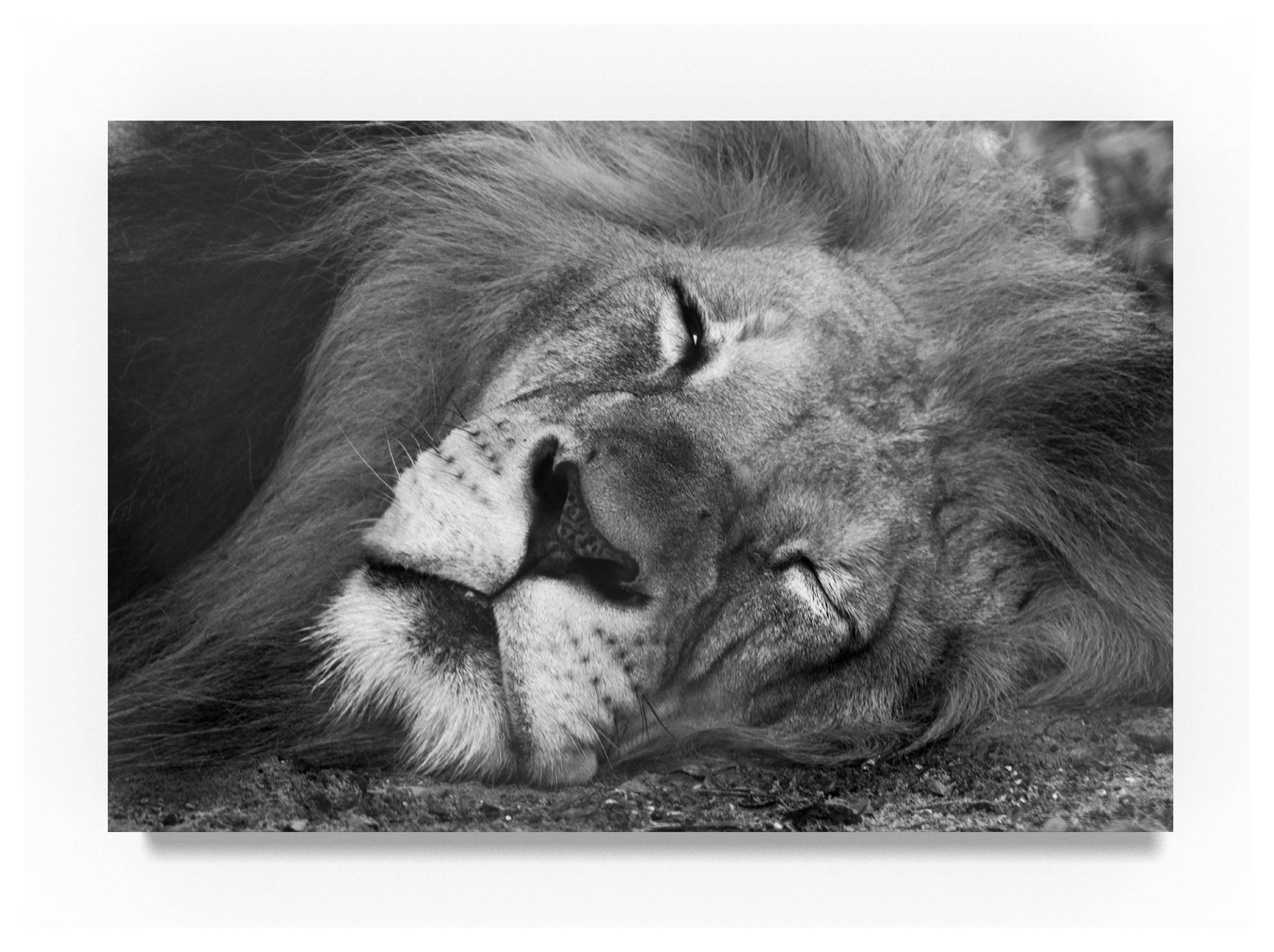 "Lion Sleeping" by Robert Michaud, Canvas Art, 30"x47" - Contemporary ...