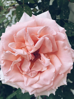 Pearly gates rose
