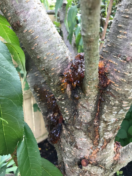 Brown Jelly on Peach Tree