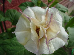 Angel Trumpet Seed Pods | Houzz Forum