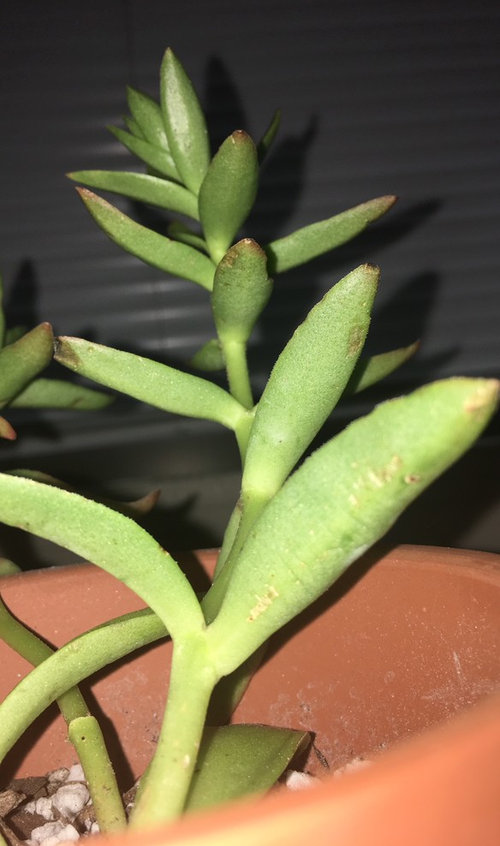 Are these succulents okay? Worried about rust fungus or other diseases