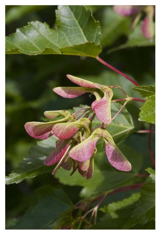 "Sugar Maple Seed Pods, Spruce Woods Provincial Park, Manitoba, Canada ...