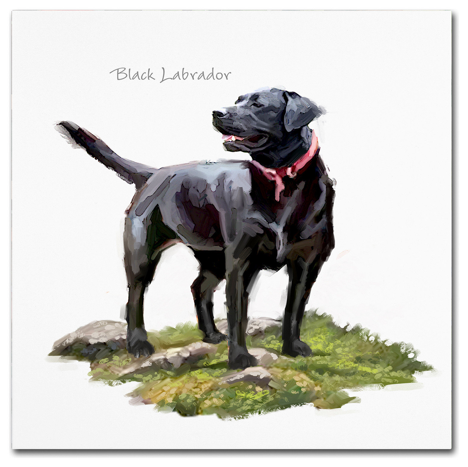 The Macneil Studio 'Black Labrador' Canvas Art, 14"x14" - Contemporary ...