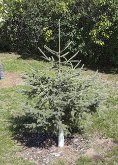 Digging up a plant and planting it in the same spot?