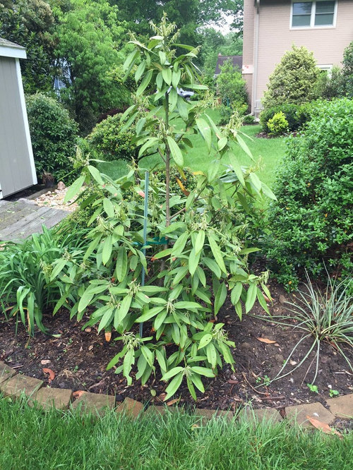 Lithocarpus henryi | Houzz Forum