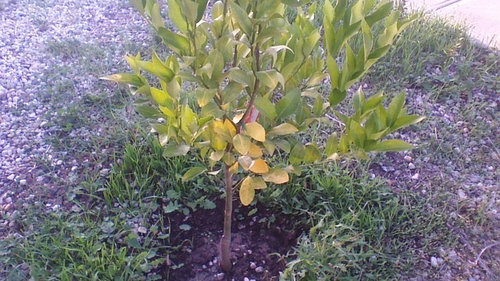 dying citrus tree, newly planted