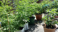 Is this right size container for tomatoes