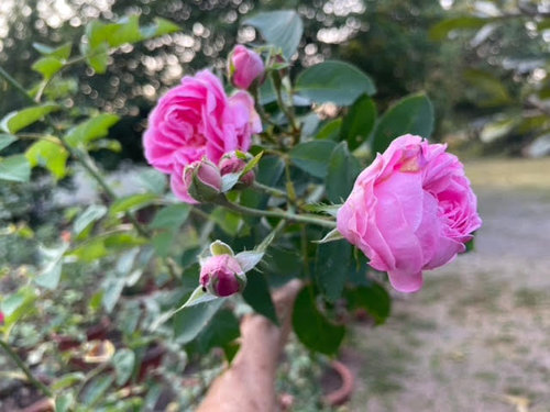 mystery 'Persian Rose' grown widely in Western India?
