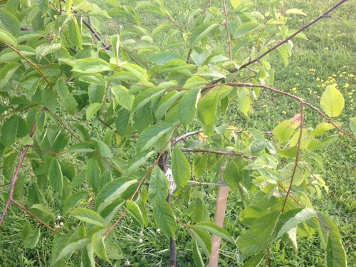 Brookgold Plum - Droopy branches