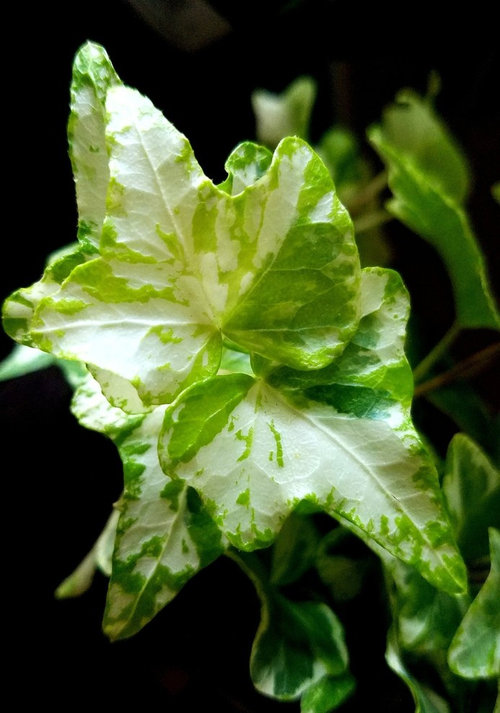 Beautiful 'Mint Kolibri' English Ivy!